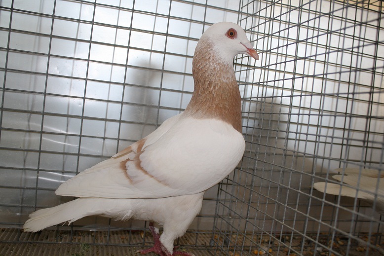 Le site internet du Club Français du Pigeon Gier est né! - Société ...