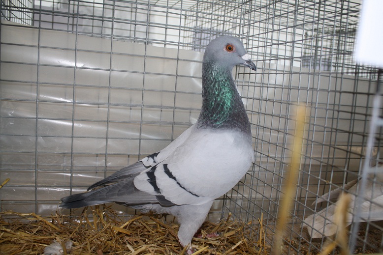 Le site internet du Club Français du Pigeon Gier est né! - Société ...