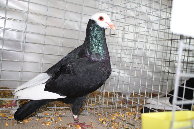 Le site internet du Club Français du Pigeon Gier est né! - Société ...