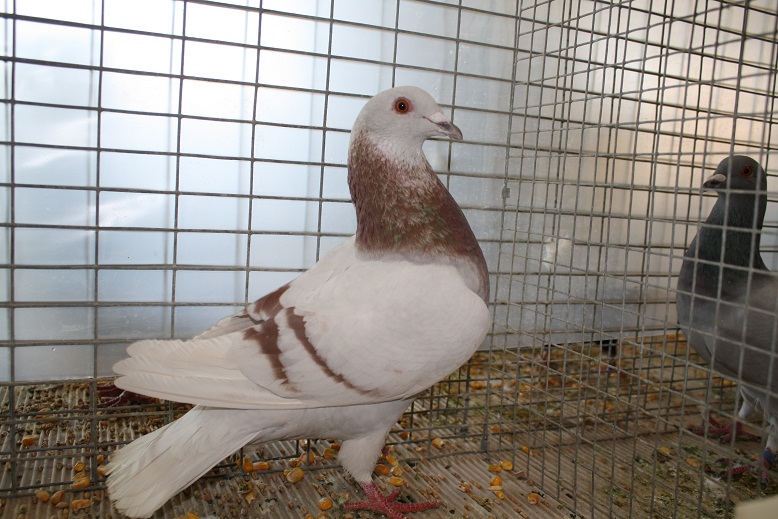 Le site internet du Club Français du Pigeon Gier est né! - Société ...