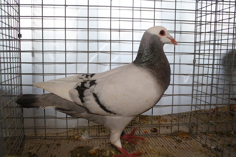 Le site internet du Club Français du Pigeon Gier est né! - Société ...