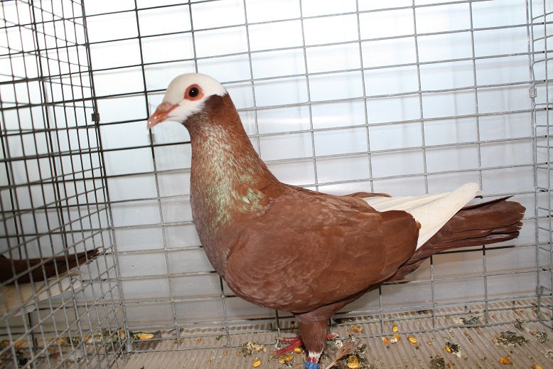 Le site internet du Club Français du Pigeon Gier est né! - Société ...