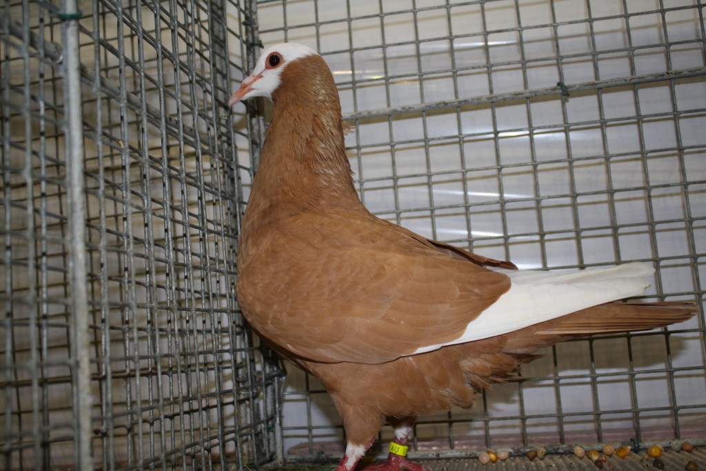 Le site internet du Club Français du Pigeon Gier est né! - Société ...