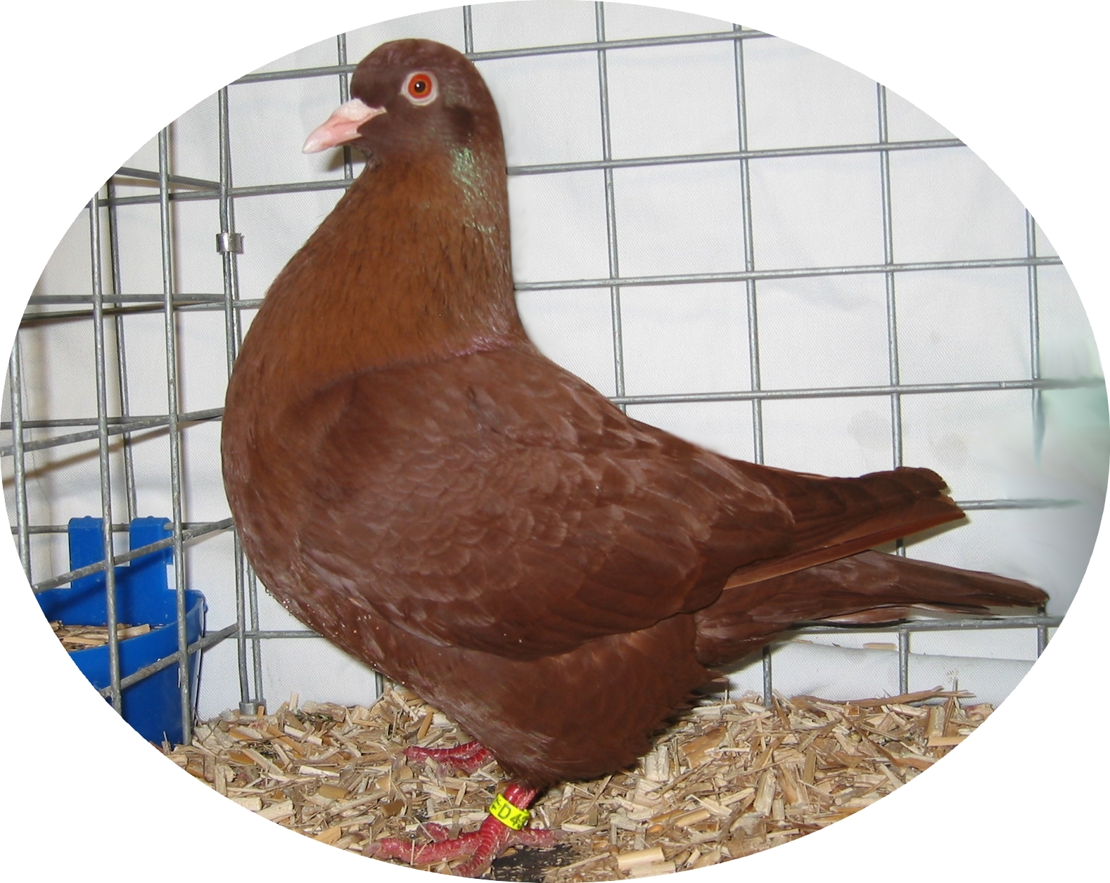 Le vase de Sèvres pour un carneau - Société Nationale de Colombiculture