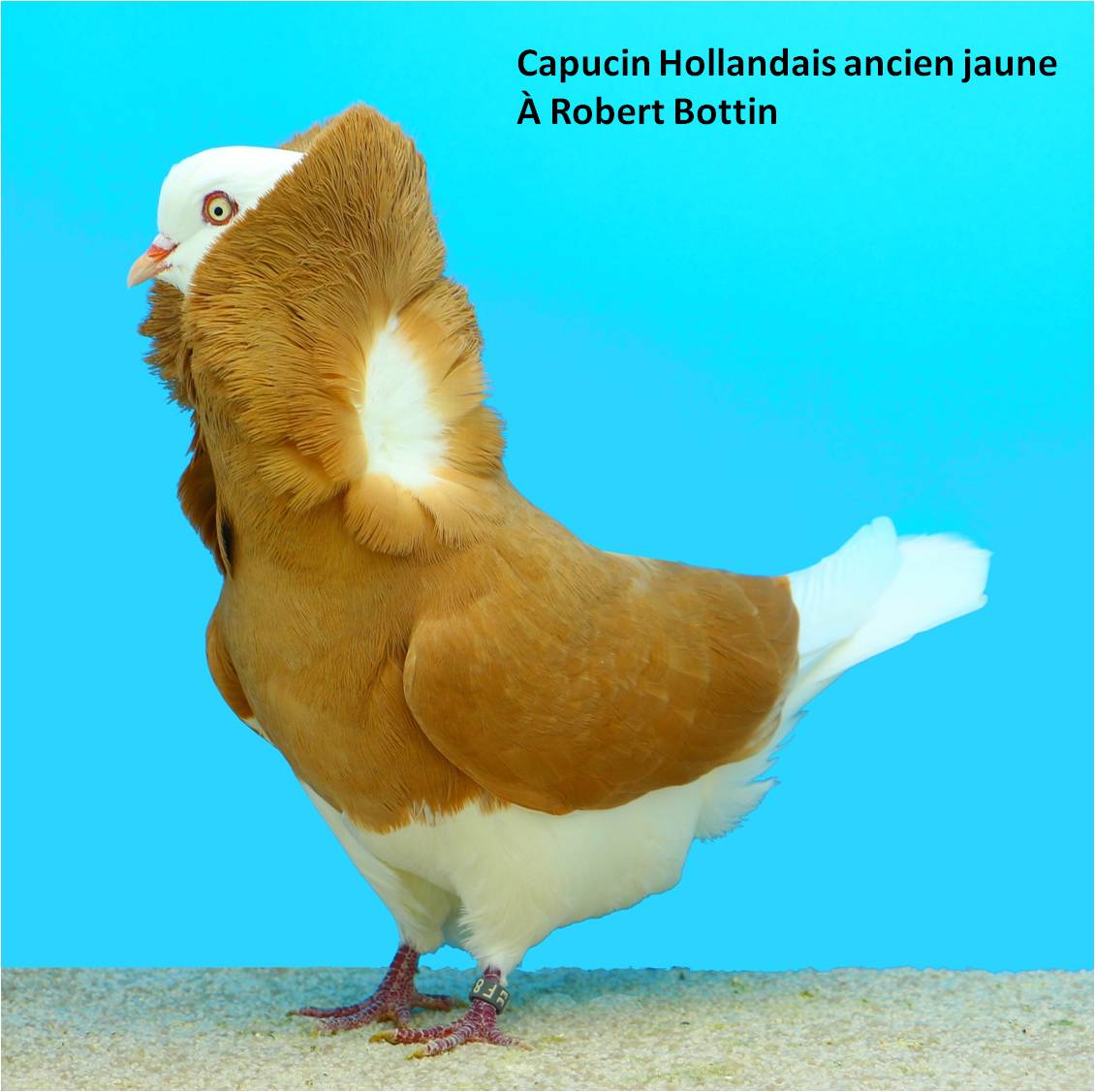 Capucin hollandais jaune à Robert Bottin - Société Nationale de ...