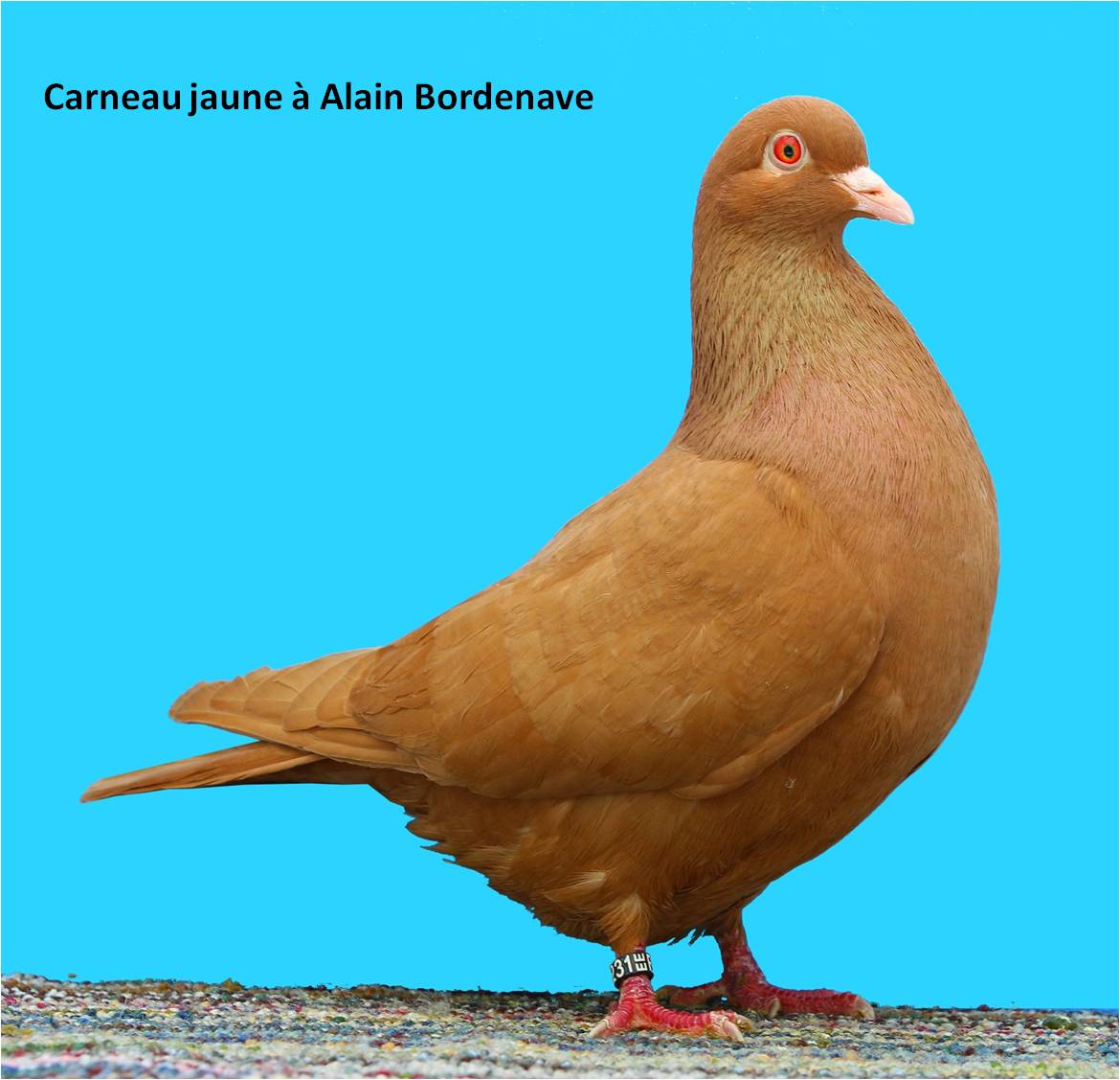 Concours national 2016, Woincourt - Société Nationale de Colombiculture