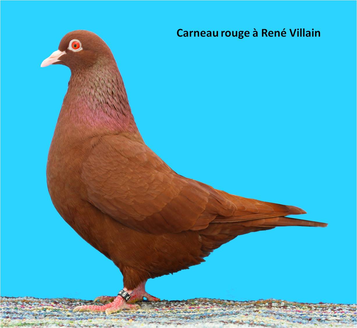 Carneau rouge à René Villain - Société Nationale de Colombiculture