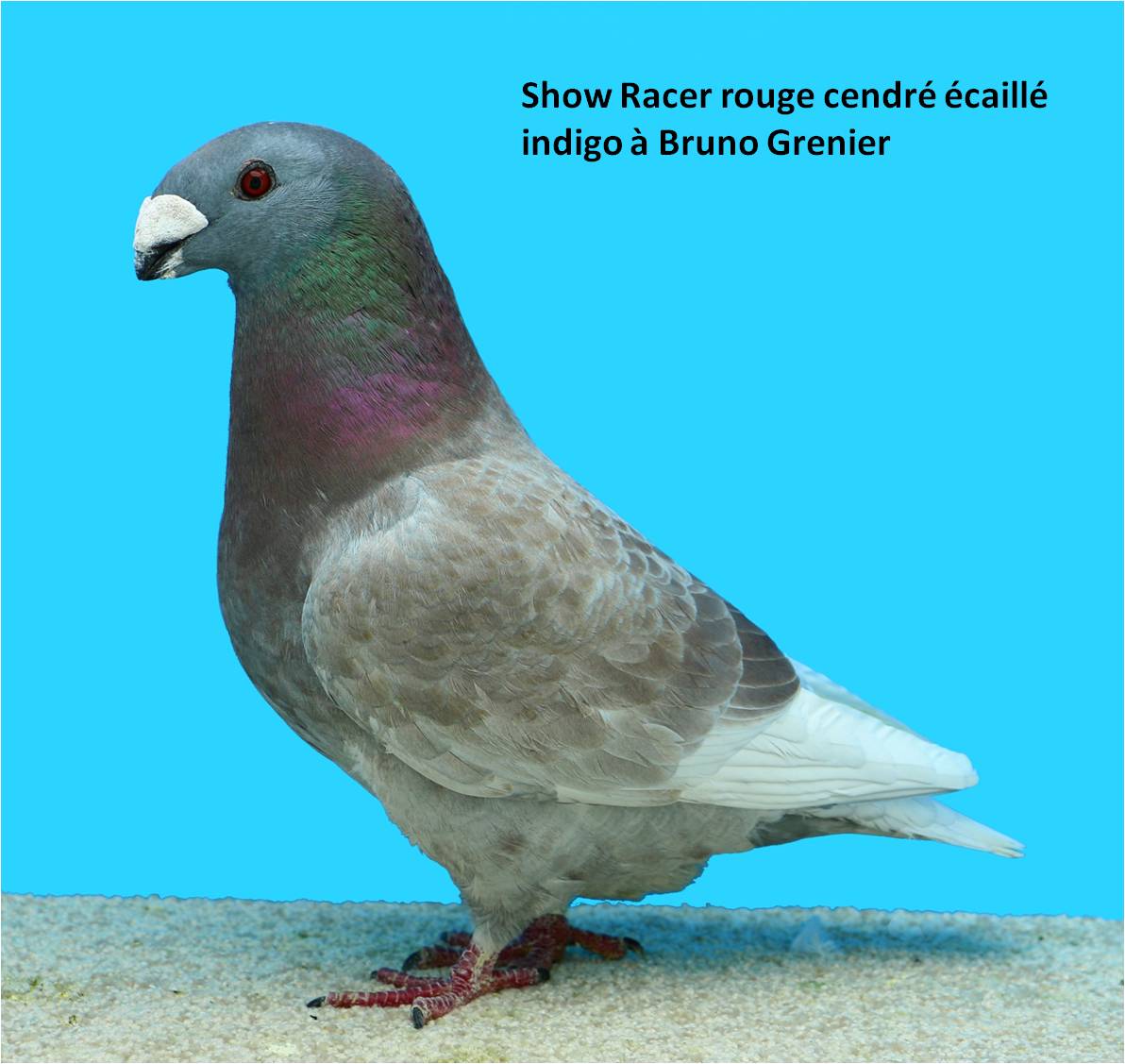 Show racer rouge cendré écaillé indigo à Bruno Grenier - Société ...