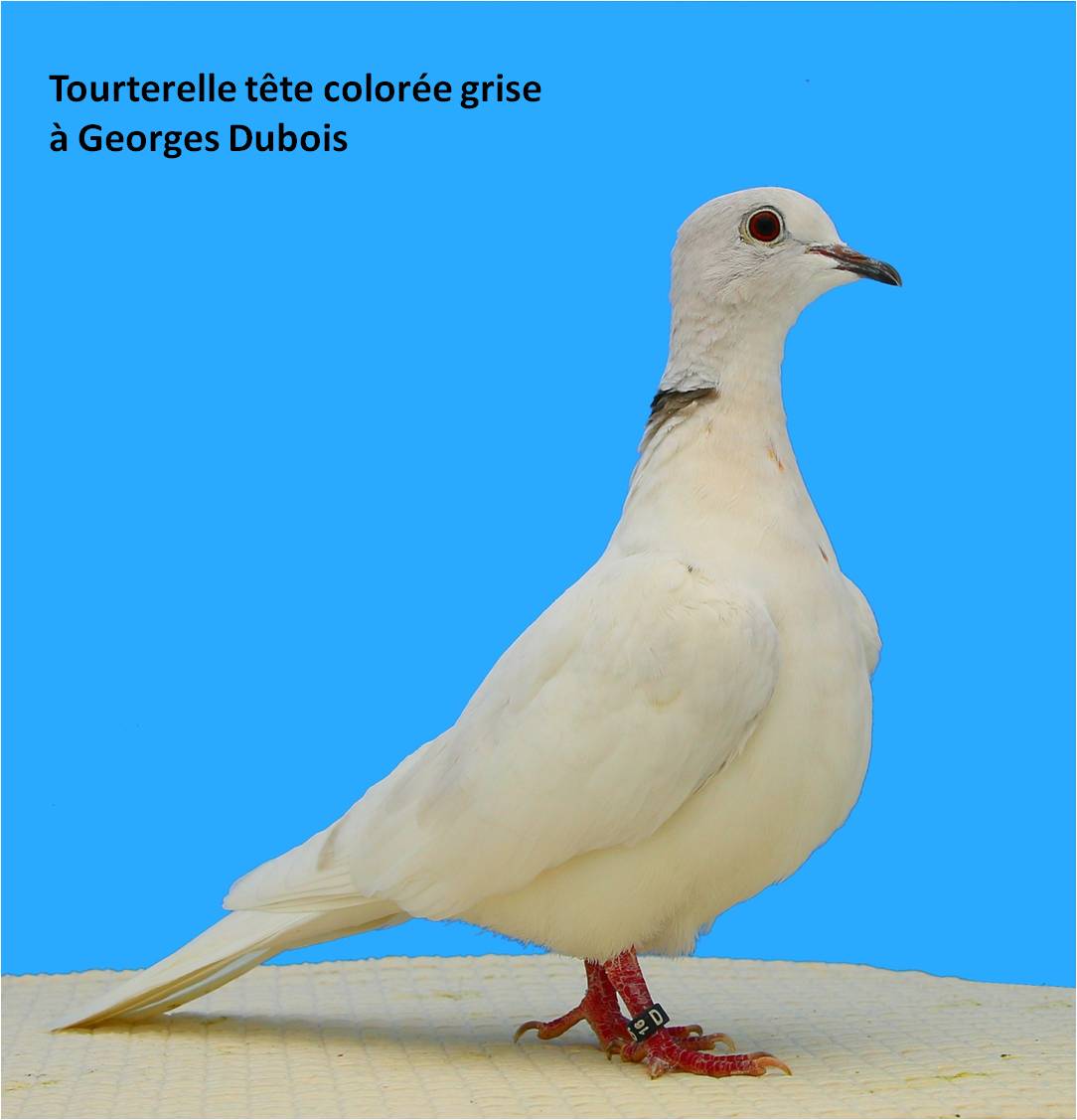 Tourterelle tête colorée grise à Georges Dubois - Société Nationale de ...