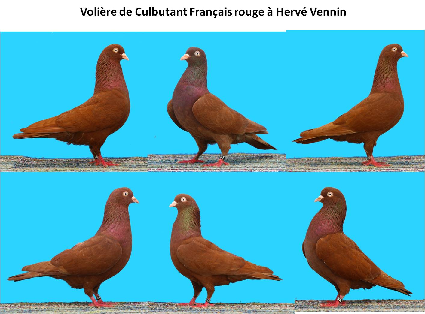 Concours national 2016, Woincourt - Société Nationale de Colombiculture