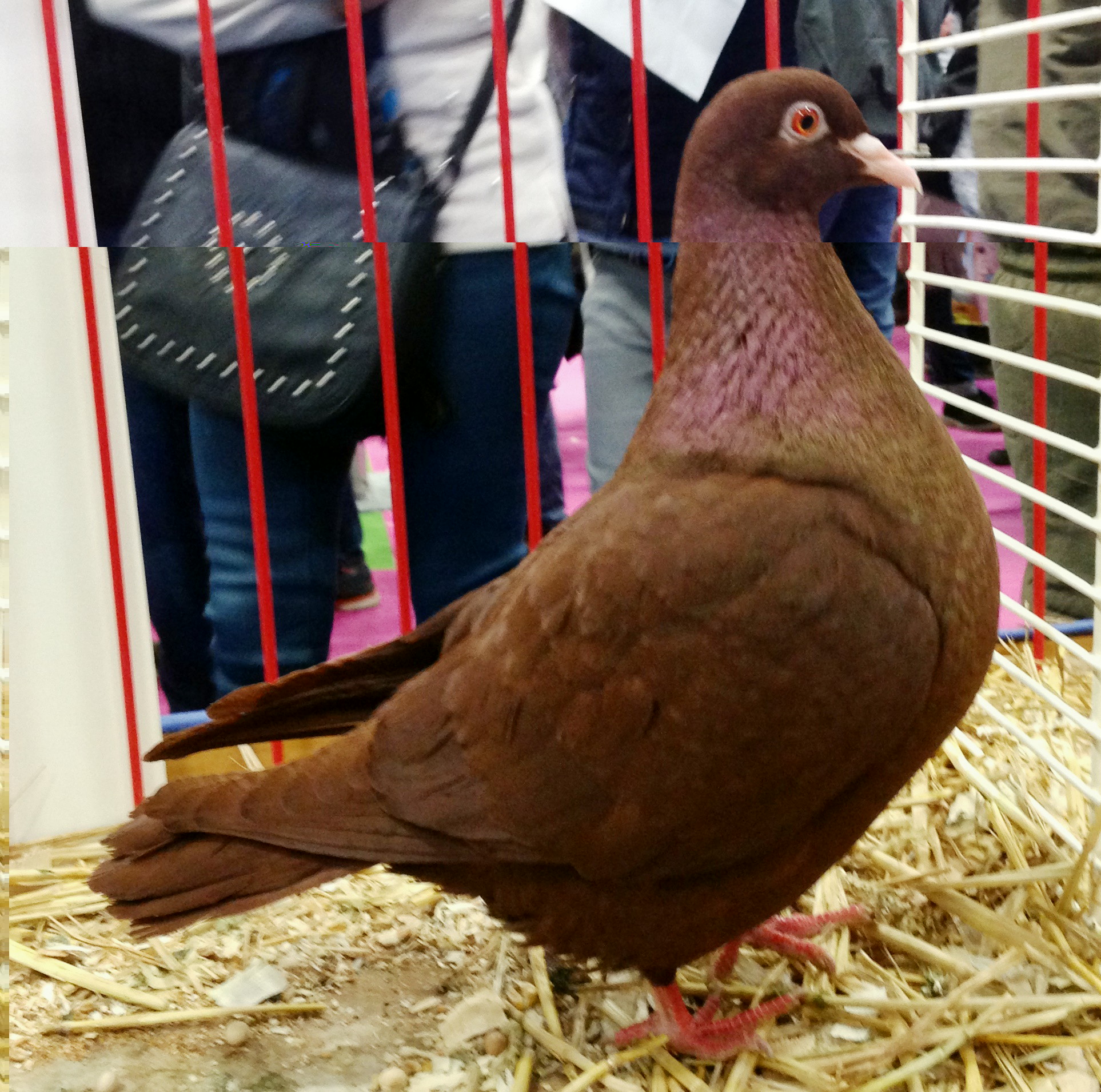 2ème prix du Président de la République de la saison ! - Société ...