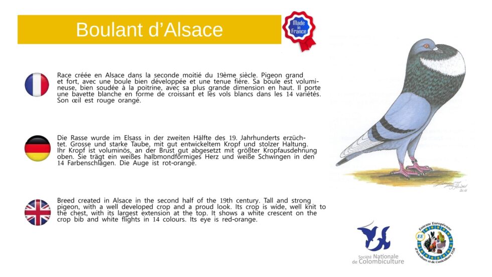 Les 24 races françaises de pigeons - Société Nationale de Colombiculture