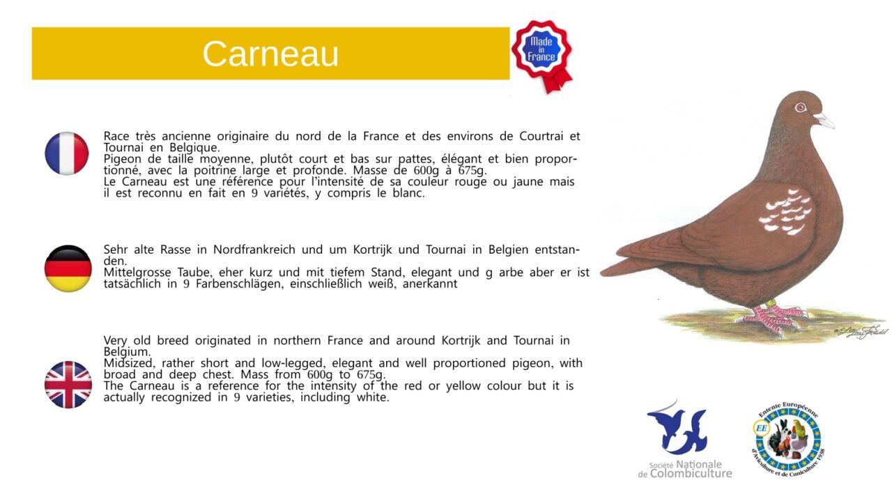 Les 24 races françaises de pigeons - Société Nationale de Colombiculture