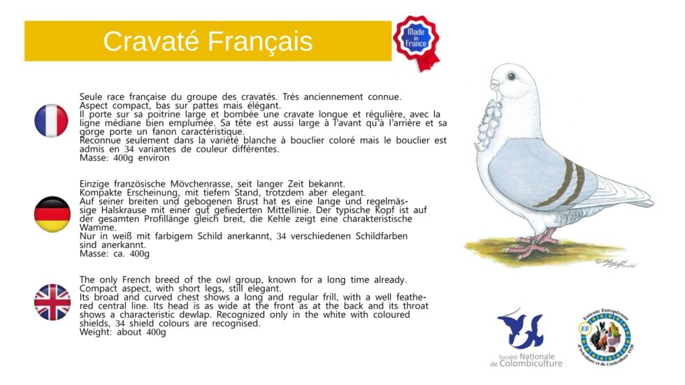 Les 24 races françaises de pigeons - Société Nationale de Colombiculture