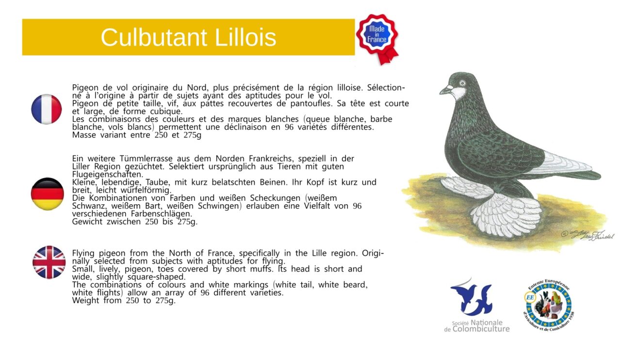 Les 24 races françaises de pigeons - Société Nationale de Colombiculture