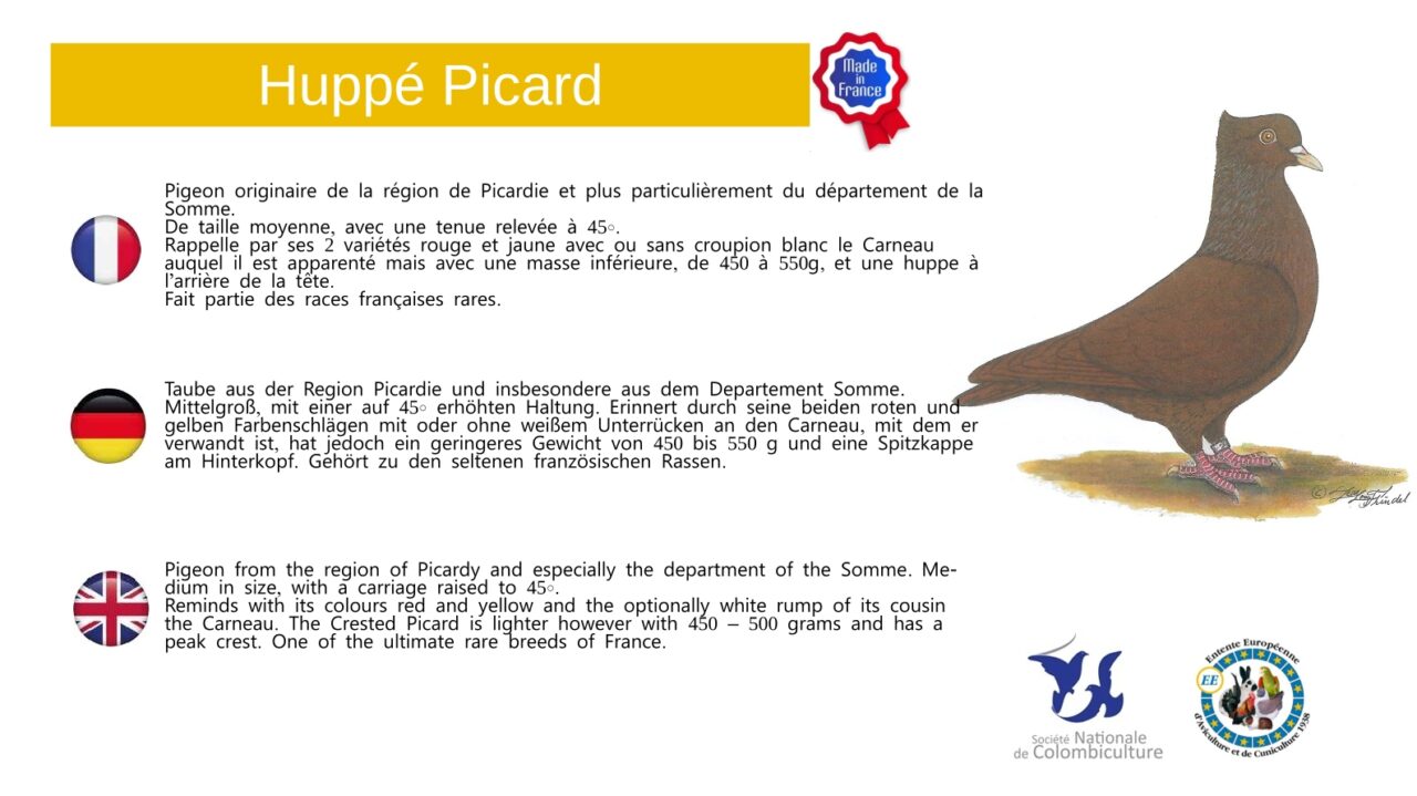 Les 24 races françaises de pigeons - Société Nationale de Colombiculture