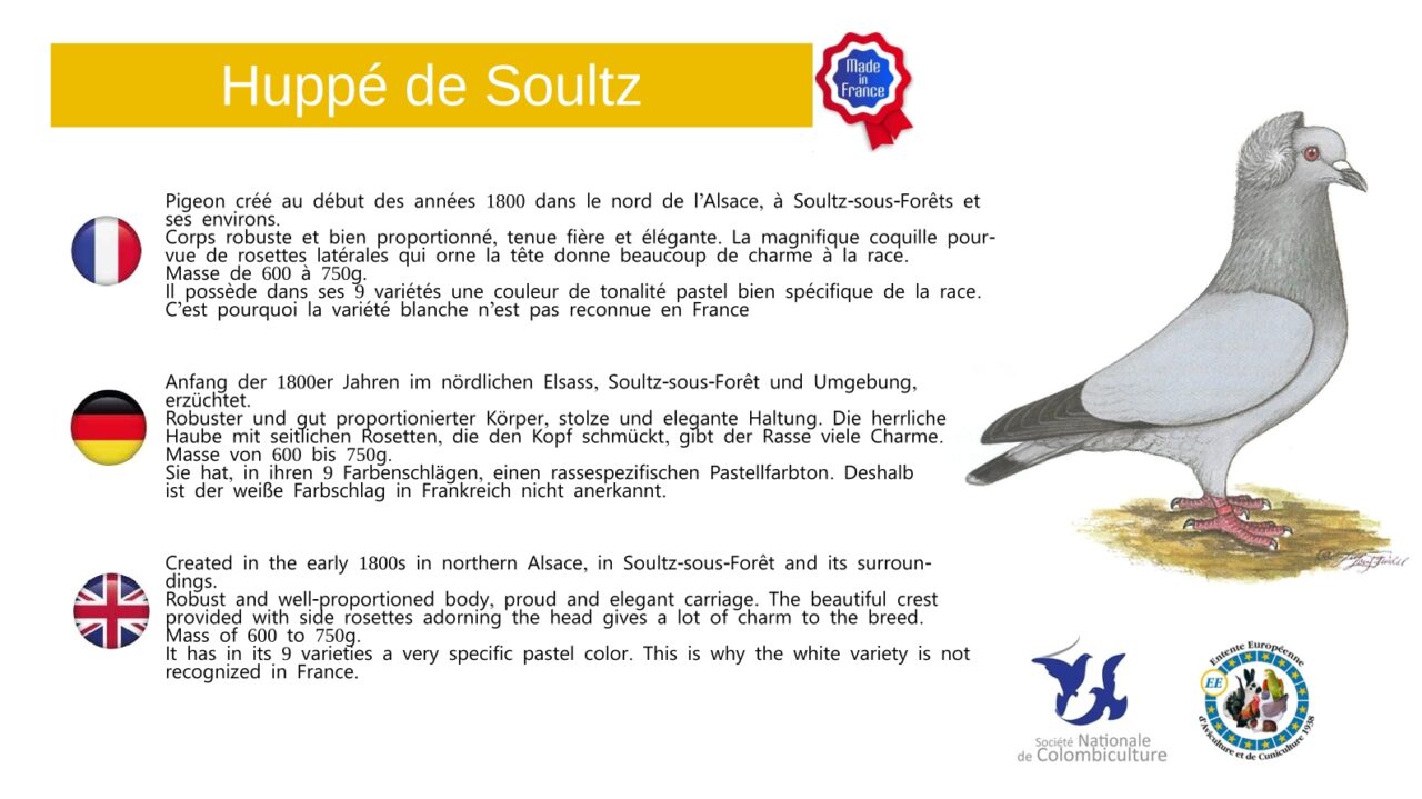 Les 24 races françaises de pigeons - Société Nationale de Colombiculture