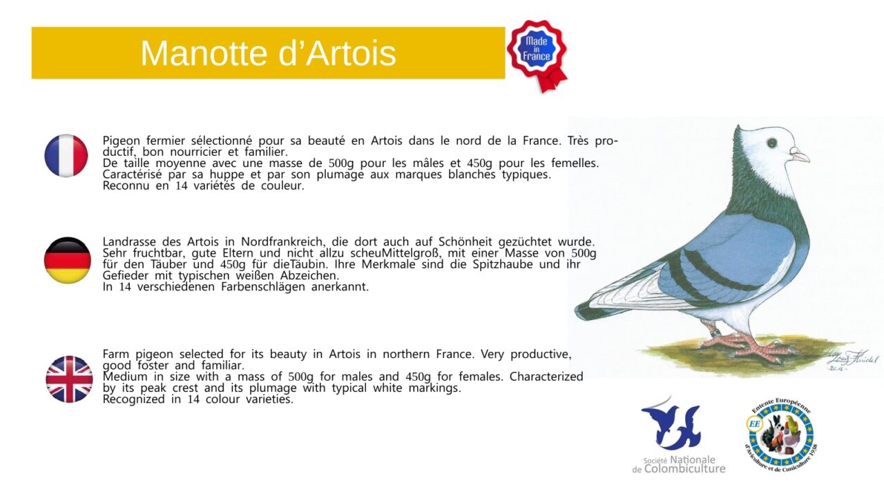 Les 24 races françaises de pigeons - Société Nationale de Colombiculture