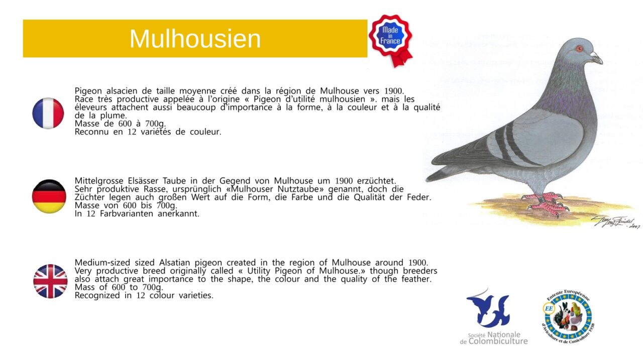 Les 24 races françaises de pigeons - Société Nationale de Colombiculture