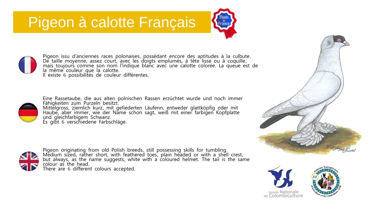 Les 24 races françaises de pigeons - Société Nationale de Colombiculture