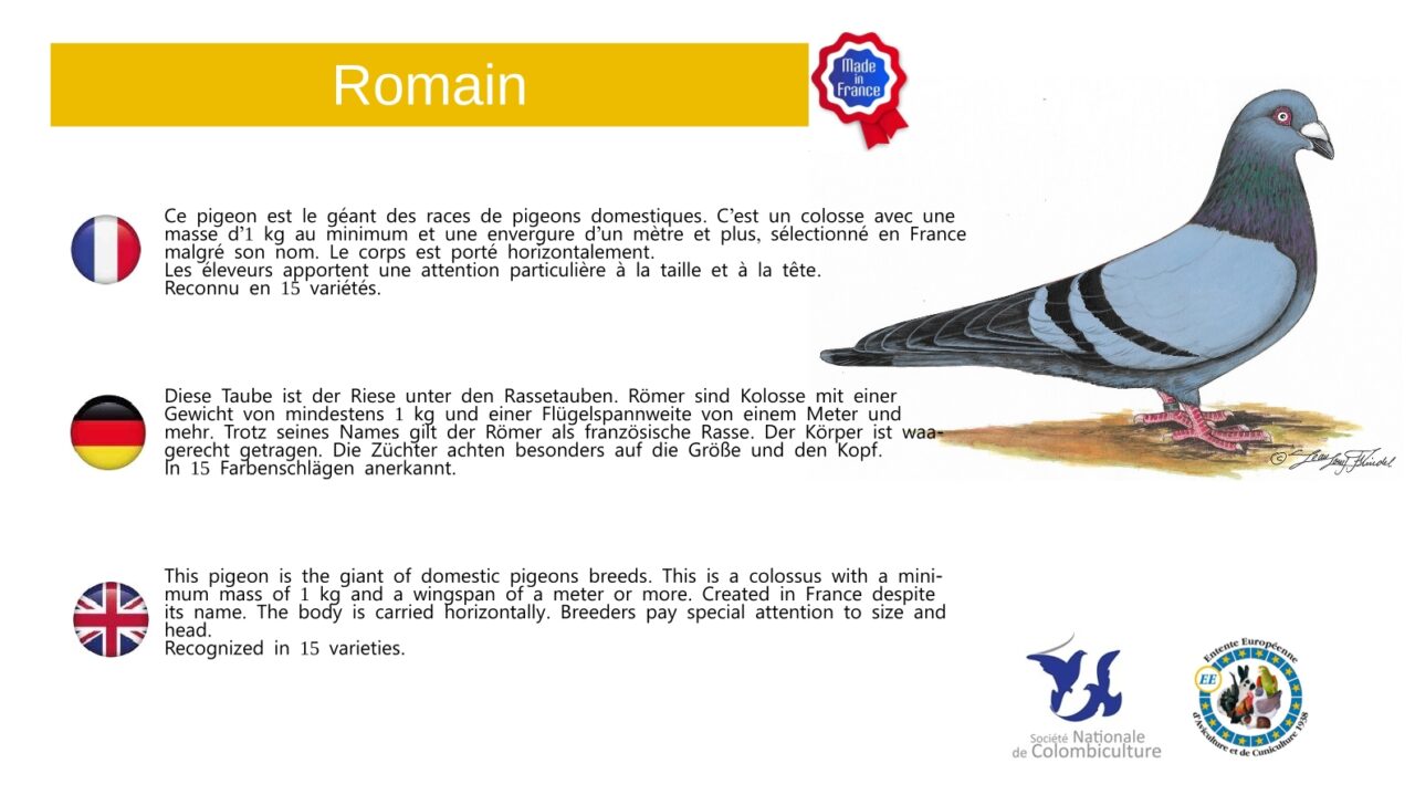 Les 24 races françaises de pigeons - Société Nationale de Colombiculture