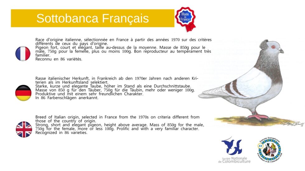 Les 24 races françaises de pigeons - Société Nationale de Colombiculture