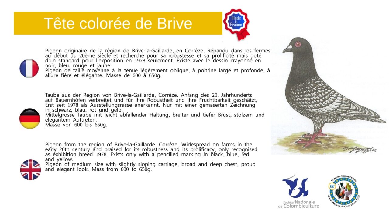 Les 24 races françaises de pigeons - Société Nationale de Colombiculture